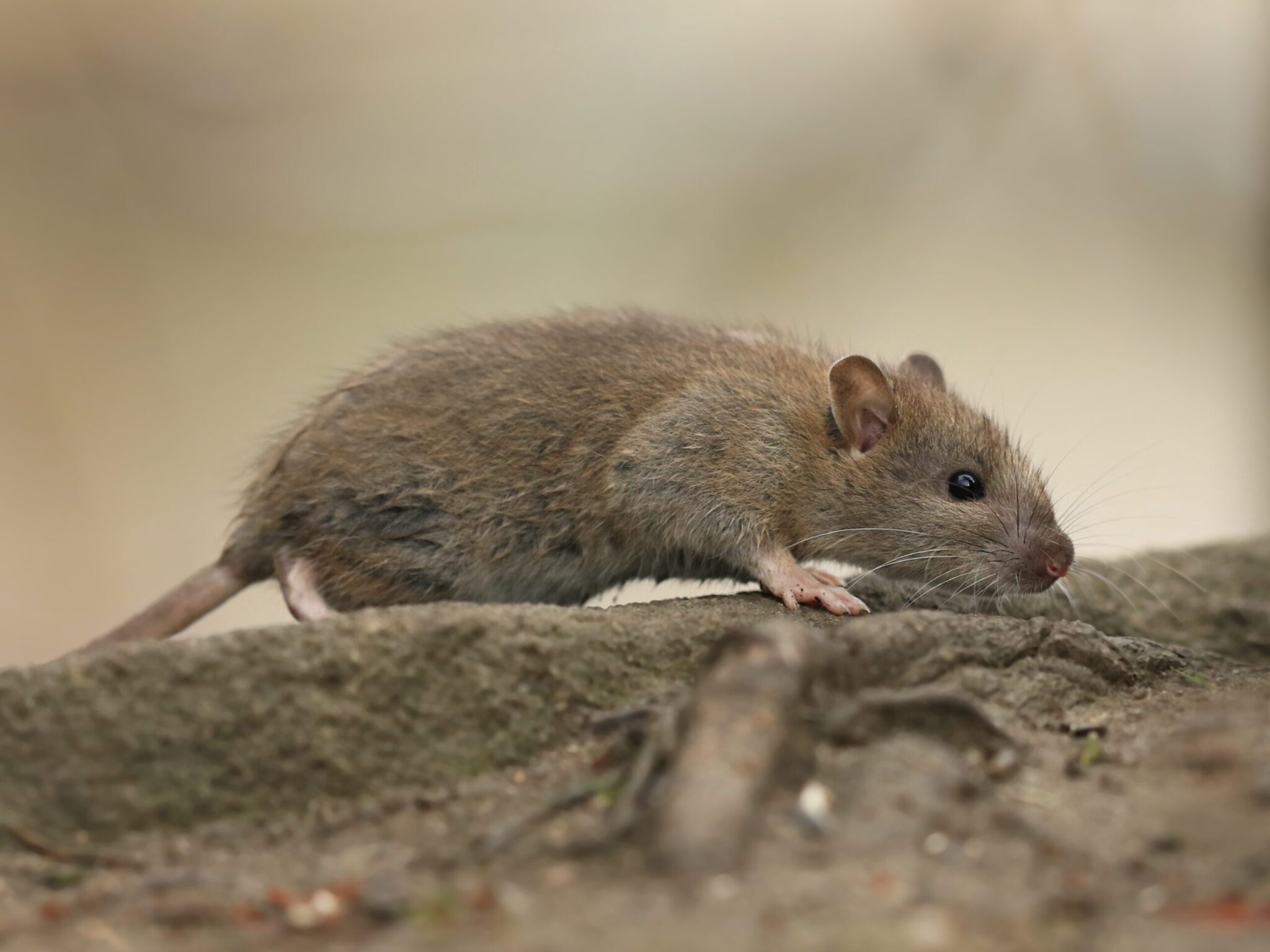 Rat - FBE Noord-Holland